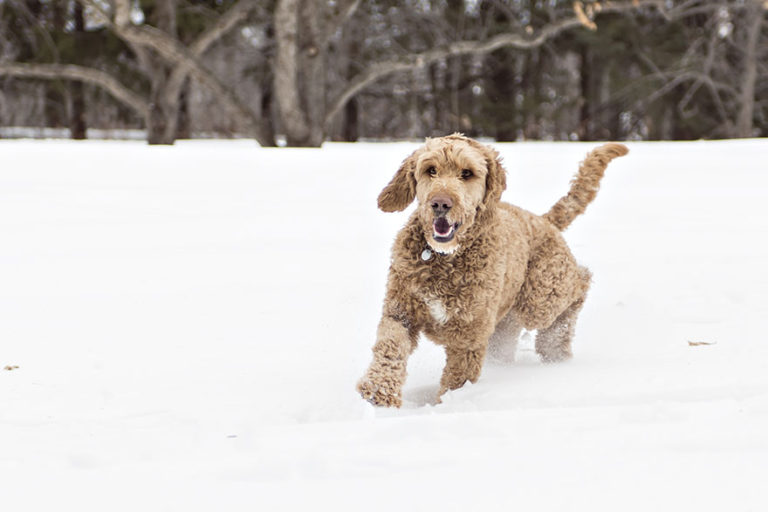Why Are Goldendoodles So Popular? – Doodle Proud