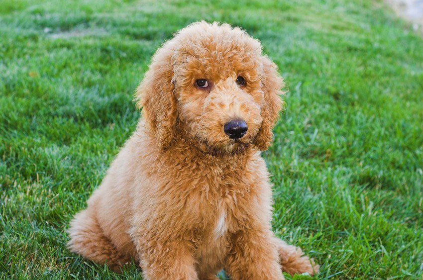 Why Are Poodle Mixes So Popular? – Doodle Proud